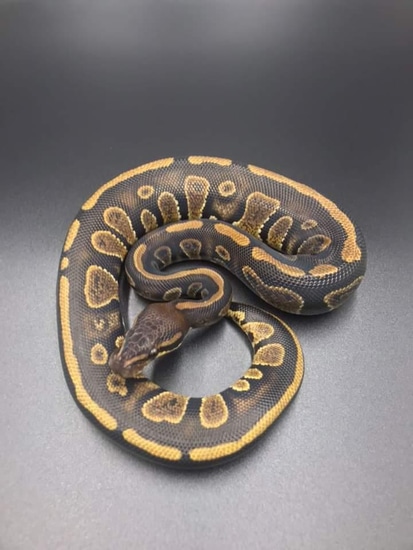 Arroyo Stranger Ball Python by Mtippreptiles