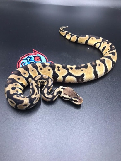 Pastel Het Clown Ball Python by Mtippreptiles