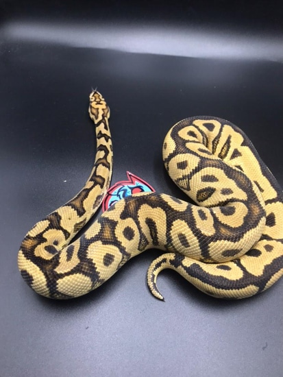 Spotnose Clown Ball Python by Mtippreptiles