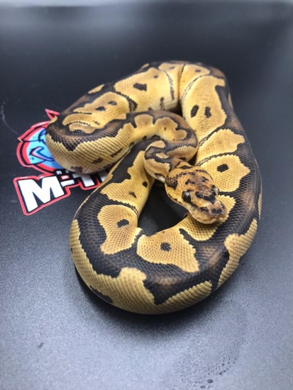 Clown Ball Python by Mtippreptiles