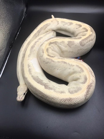 Disco Inferno Ball Python by Mtippreptiles