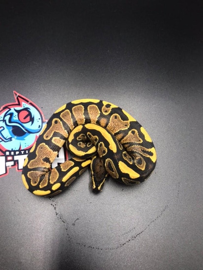 Yellowbelly Het Monarch Ball Python by Mtippreptiles