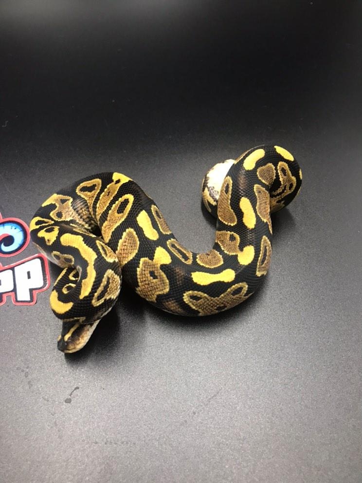 Yellowbelly Het Monarch Ball Python by Mtippreptiles - MorphMarket