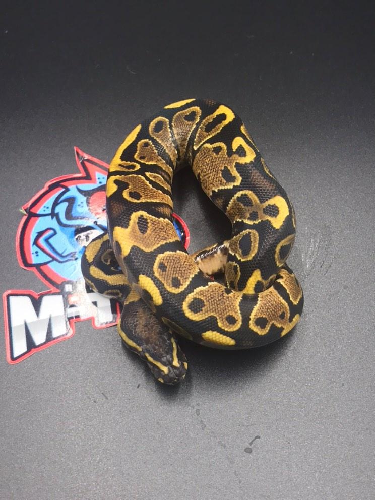 Yellowbelly Het Monarch Ball Python by Mtippreptiles - MorphMarket