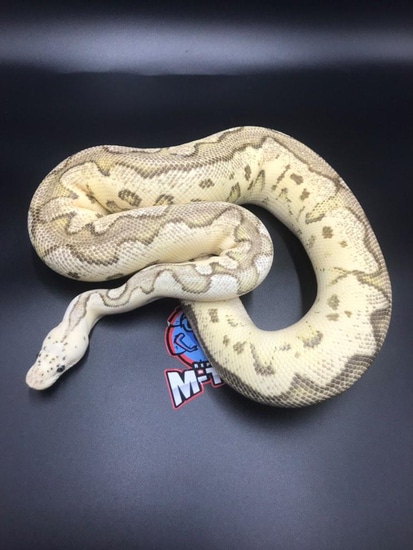Firefly Clown Ball Python by Mtippreptiles