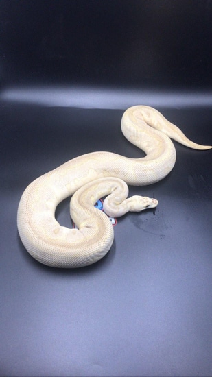PROVEN Pastel LESSER CLOWN Ball Python by Mtippreptiles