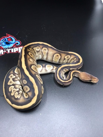 Cypress Stranger Ball Python by Mtippreptiles