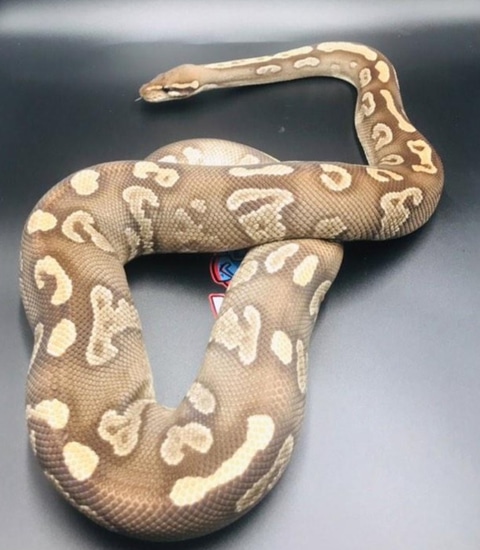 Mojave Shredder Ball Python by Mtippreptiles
