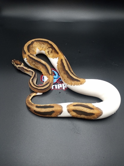 Pied Het CLOWN Ball Python by Mtippreptiles