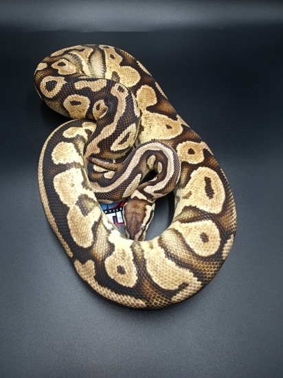 Yellowbelly Pastel Het Pied Ball Python by Mtippreptiles