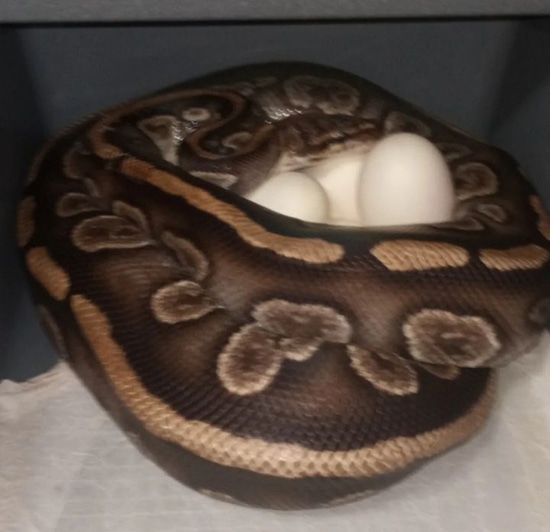 Stranger Het Clown Ball Python by Mtippreptiles