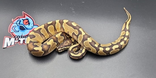 Redstripe Yellowbelly Enchi Het Monarch Ball Python by Mtippreptiles