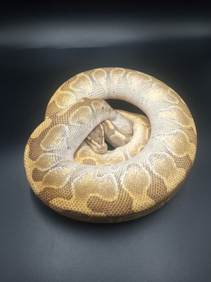Enchi Lesser Poss Specter Ball Python by Mtippreptiles