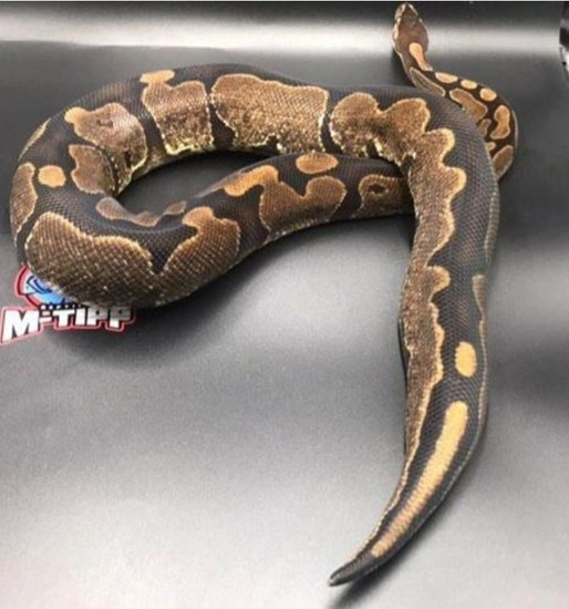 Sugar Ball Python by Mtippreptiles