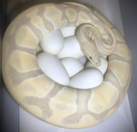 Proven Breeder Candino Ball Python by Mtippreptiles
