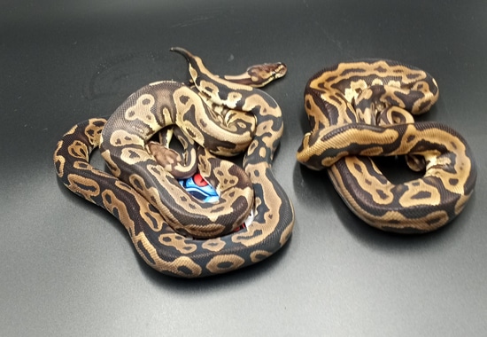 Group Of 3 Axanthic VPI Clown Project Ball Python by Mtippreptiles