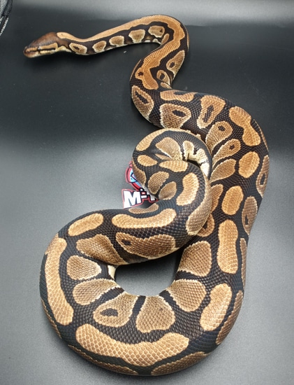 Het Clown Poss Het Monarch Ball Python by Mtippreptiles