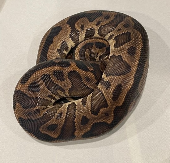 Leopard Redstripe Het Clown Het Pied Poss Yellowbelly Ball Python by Mtippreptiles