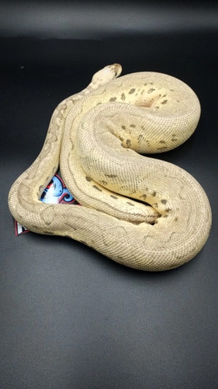 Killer Clown Ball Python by Mtippreptiles