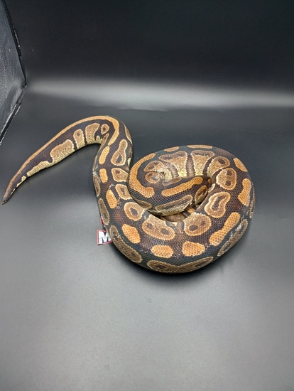 Het Monarch Ball Python by Mtippreptiles