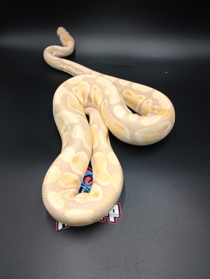 Rainbow Ball Python by Mtippreptiles