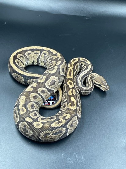 Occult Ball Python by Mtippreptiles