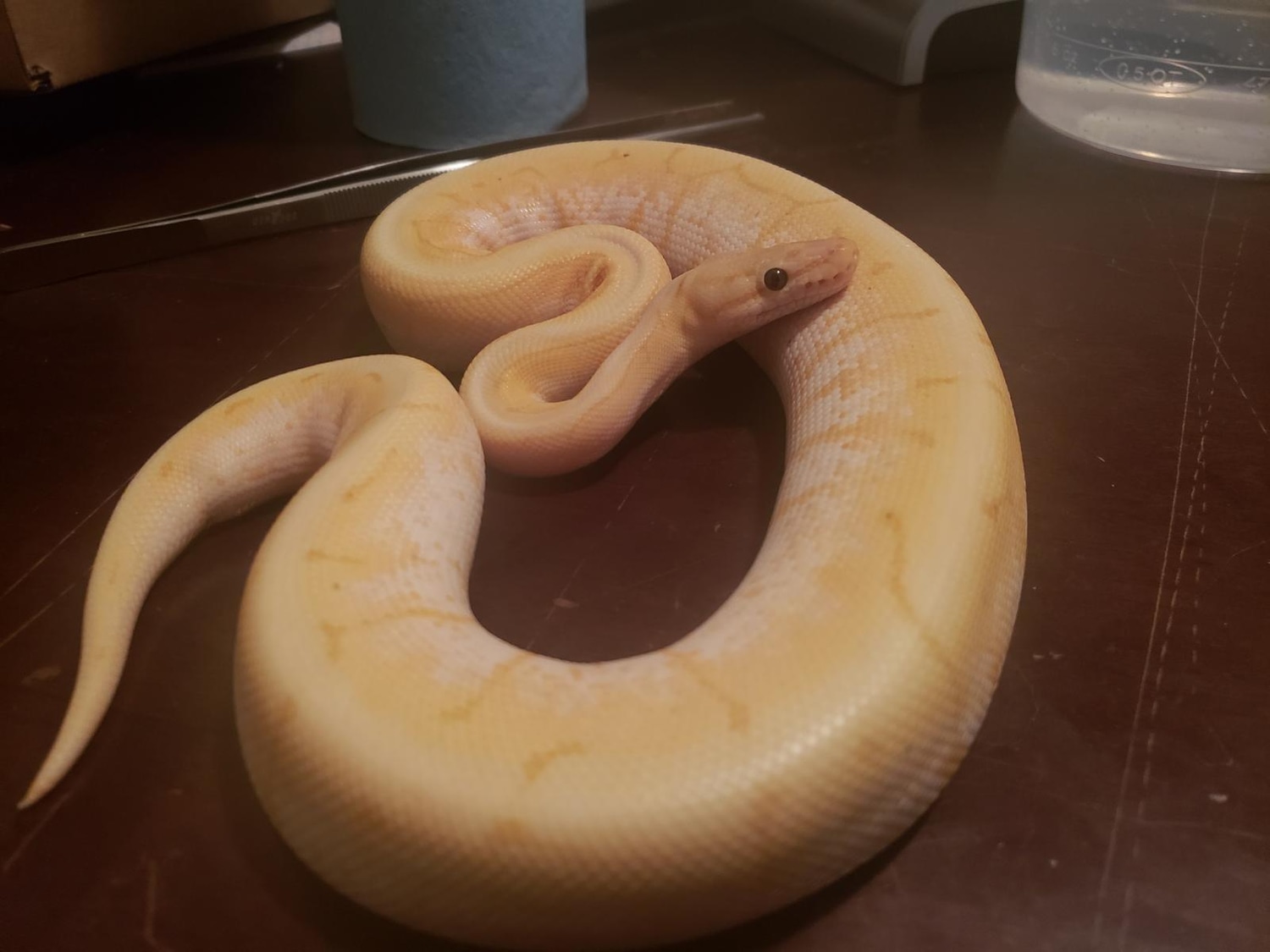 Banana Spinner Ball Python by Anderson Exotics - MorphMarket