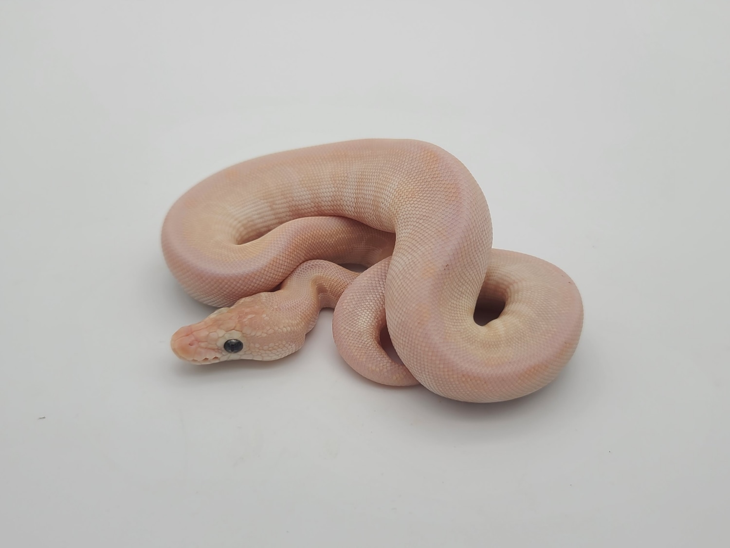 Mocha Special Pos Spider Ball Python by Anderson Exotics - MorphMarket