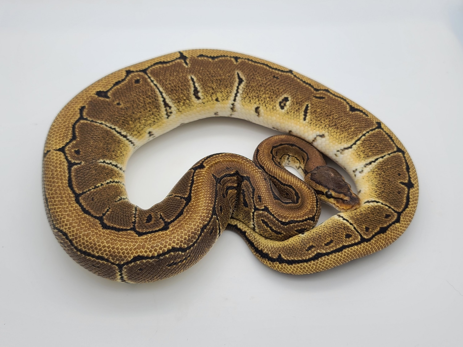 Pinstripe 66% Ph Clown Ball Python by Anderson Exotics - MorphMarket