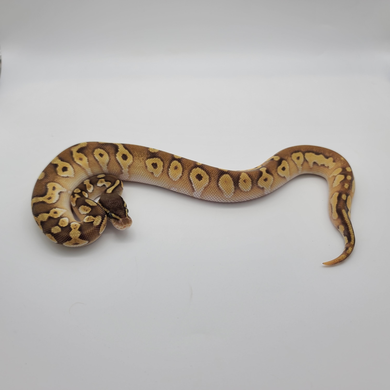 Enchi Mojave Pastel Ball Python by Anderson Exotics - MorphMarket