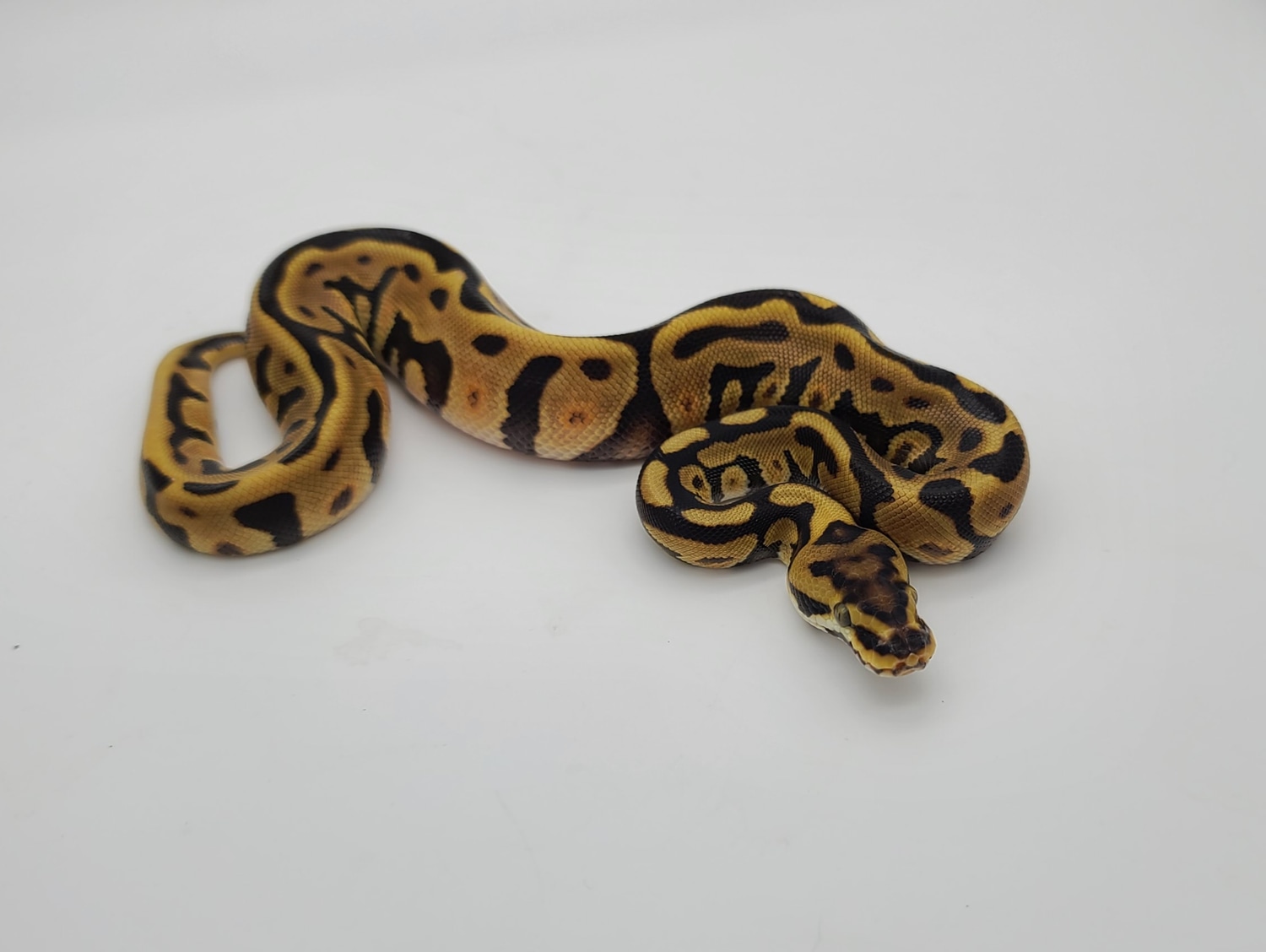 Leopard Spotnose Enchi Ball Python by Anderson Exotics - MorphMarket
