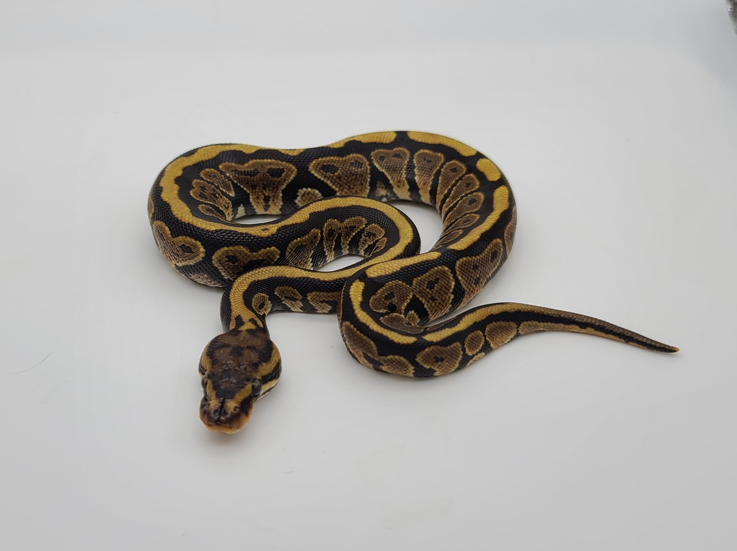 Spotnose Black Pastel Het Clown Ball Python by Anderson Exotics ...
