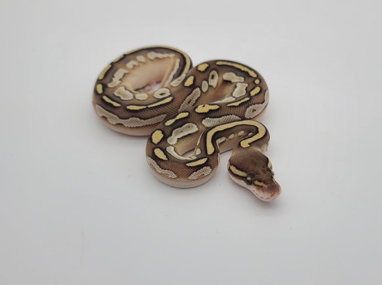 Bongo Lesser Ball Python by Anderson Exotics