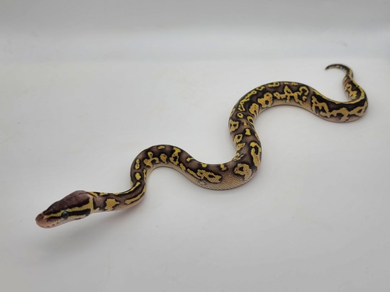 Sapphire Firefly Ball Python by Anderson Exotics