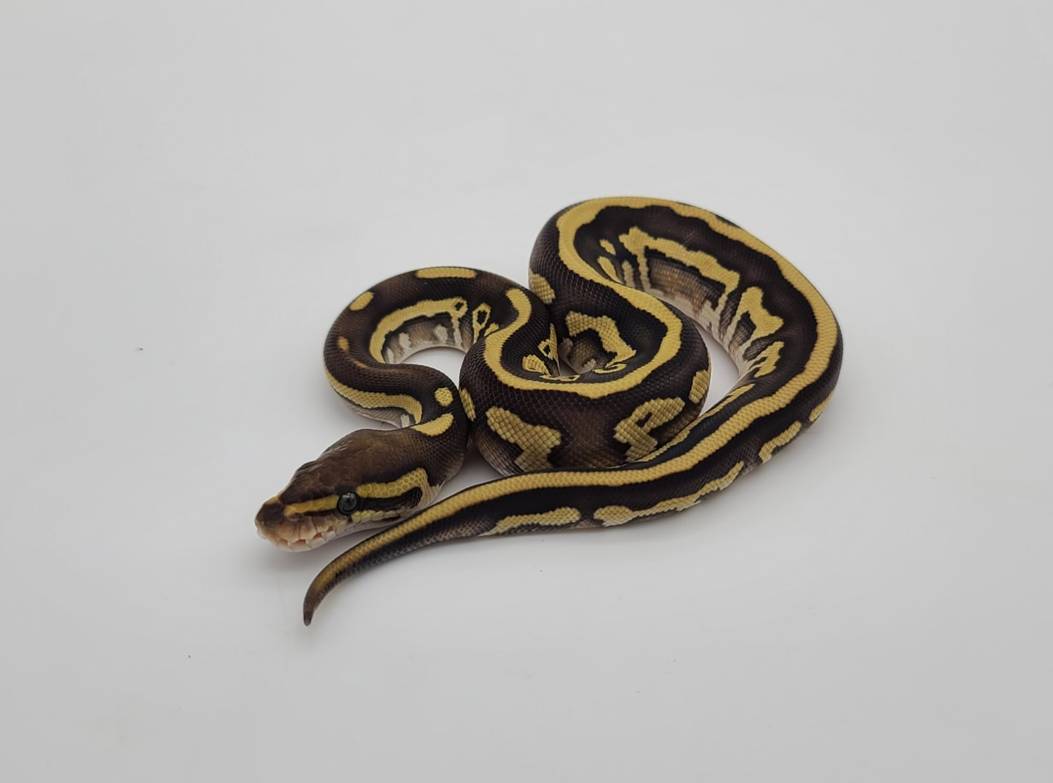 Sapphire Leopard Lesser Ball Python by Anderson Exotics - MorphMarket