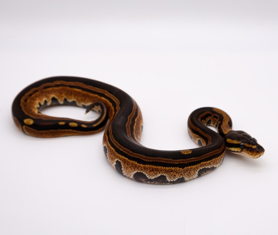 Tri-stripe Ball Python by Anderson Exotics