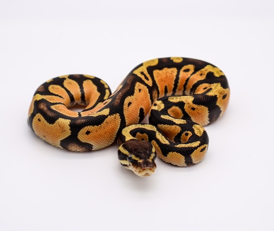 Pastel Orange Dream Het Tri-stripe Ball Python by Anderson Exotics