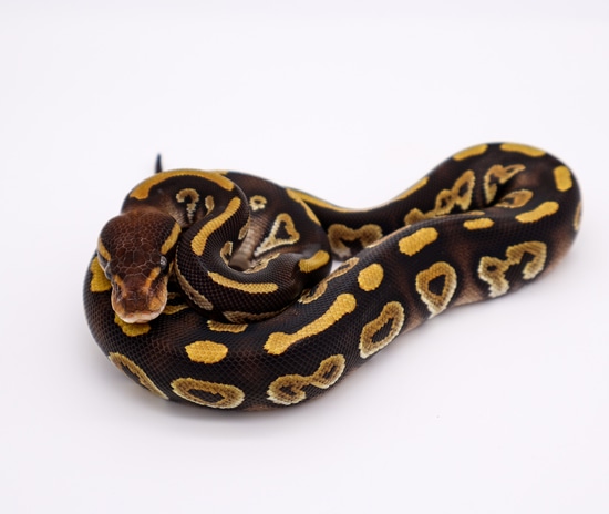 Mahogany Mystic/Mojave Ball Python by Anderson Exotics
