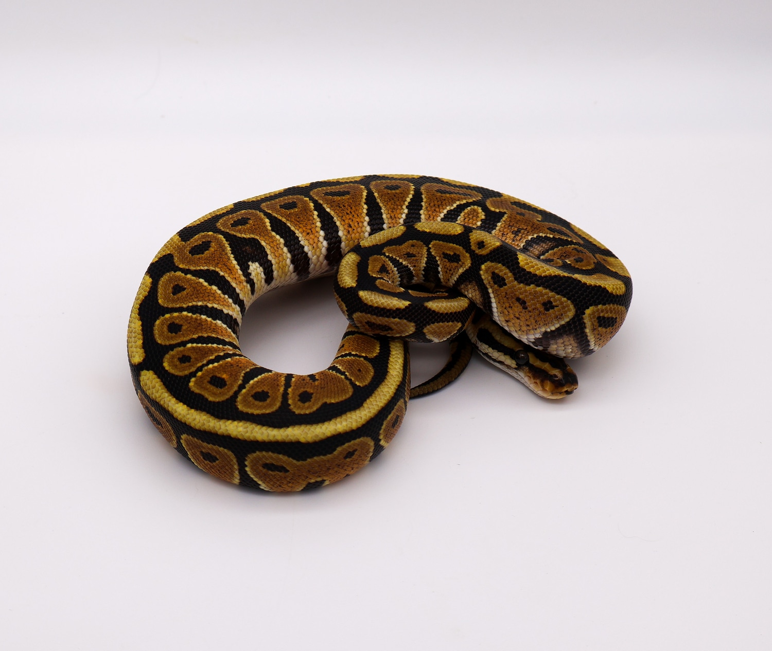 Spotnose Het Clown Ball Python by Anderson Exotics - MorphMarket