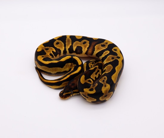 Orange Dream Leopard Specter Ball Python by Anderson Exotics