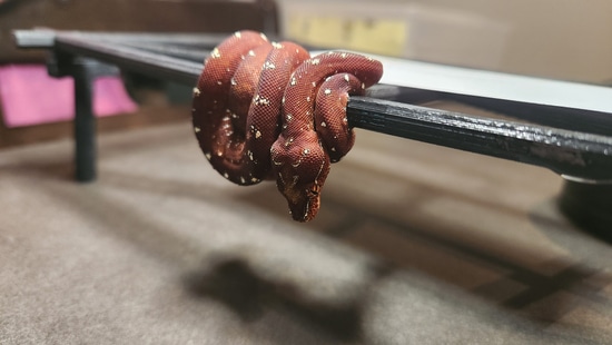 Aru X Biak Green Tree Python by M4GTP