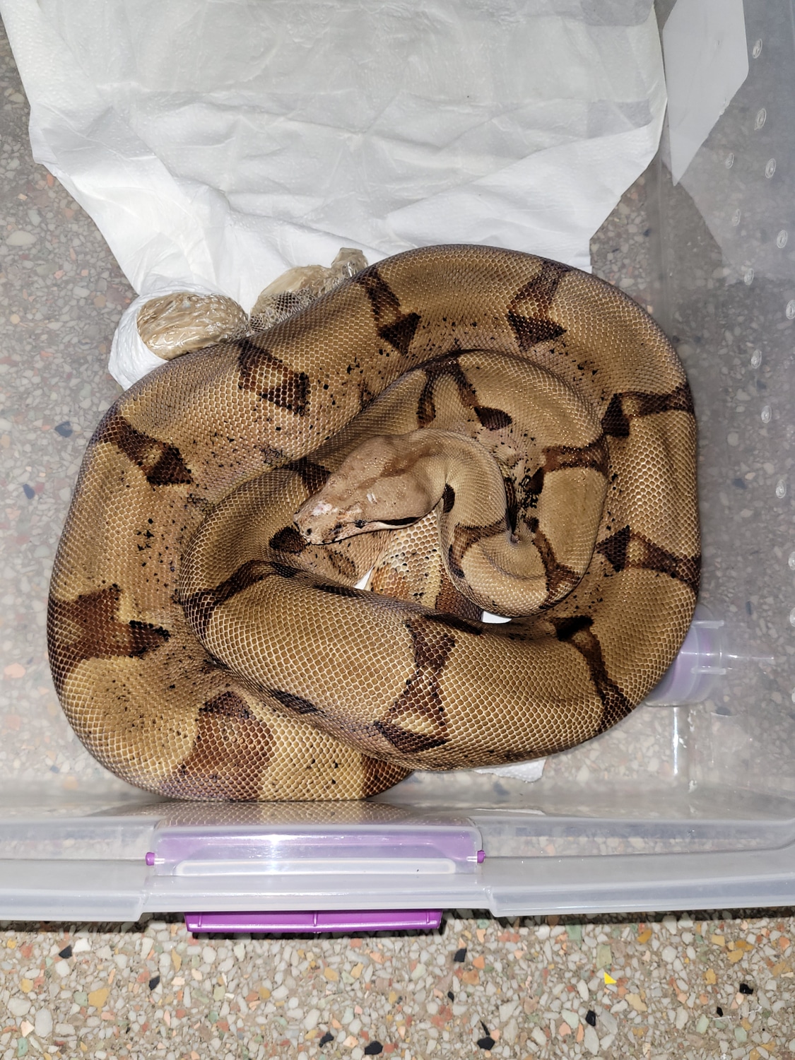 Hypo Jungle 100% Het Moonglow Boa Constrictor by Joseph Giaccio ...