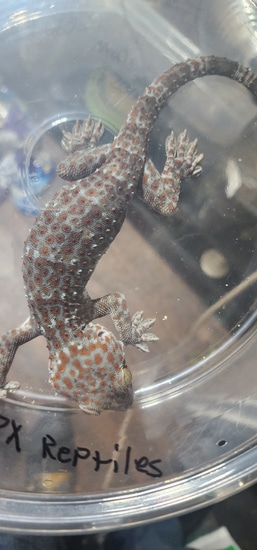 CB Pos Het Platinum Tokay Gecko by M95-Genetics