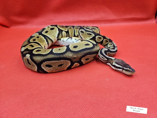 Pastel Dinker 100 % Het Genetic Stripe (F) Ball Python by North Las Vegas Morphs