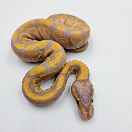 Cinnamon Banana Het Clown Ball Python by North Las Vegas Morphs