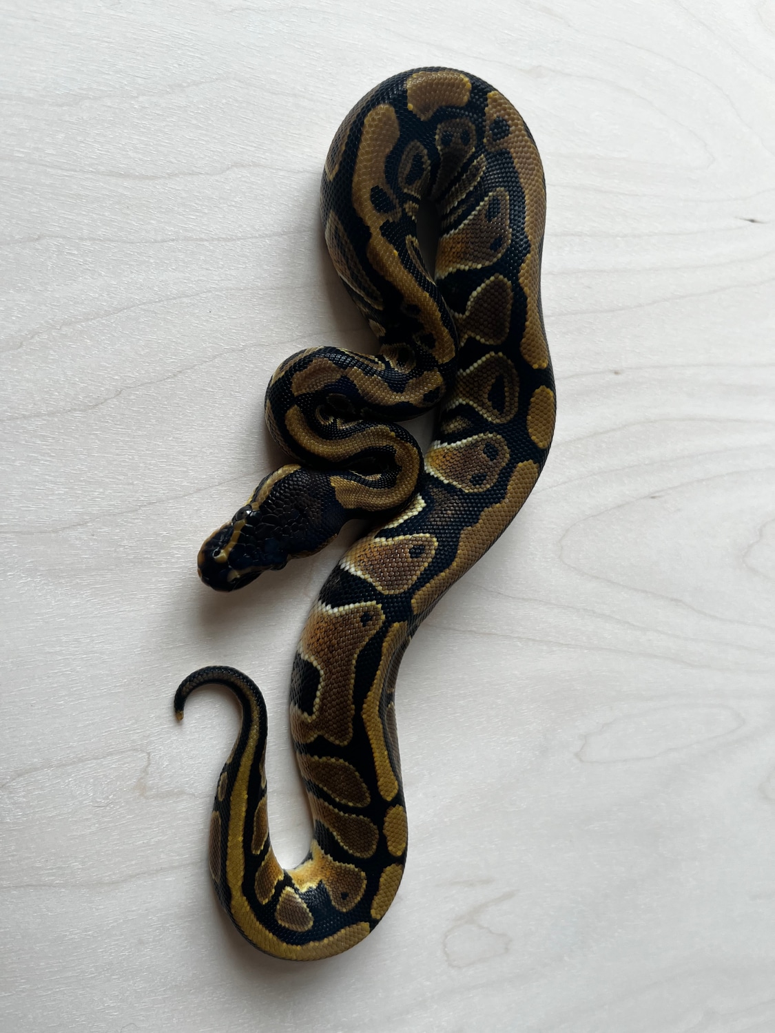 Normal 66% Het Pied Ball Python by Morphs_by_amara - MorphMarket