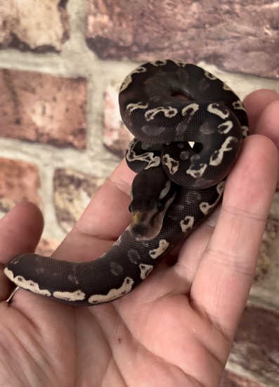 Super Ghi Phantom Het Candy Poss Het Pied Ball Python by Morphs_by_amara