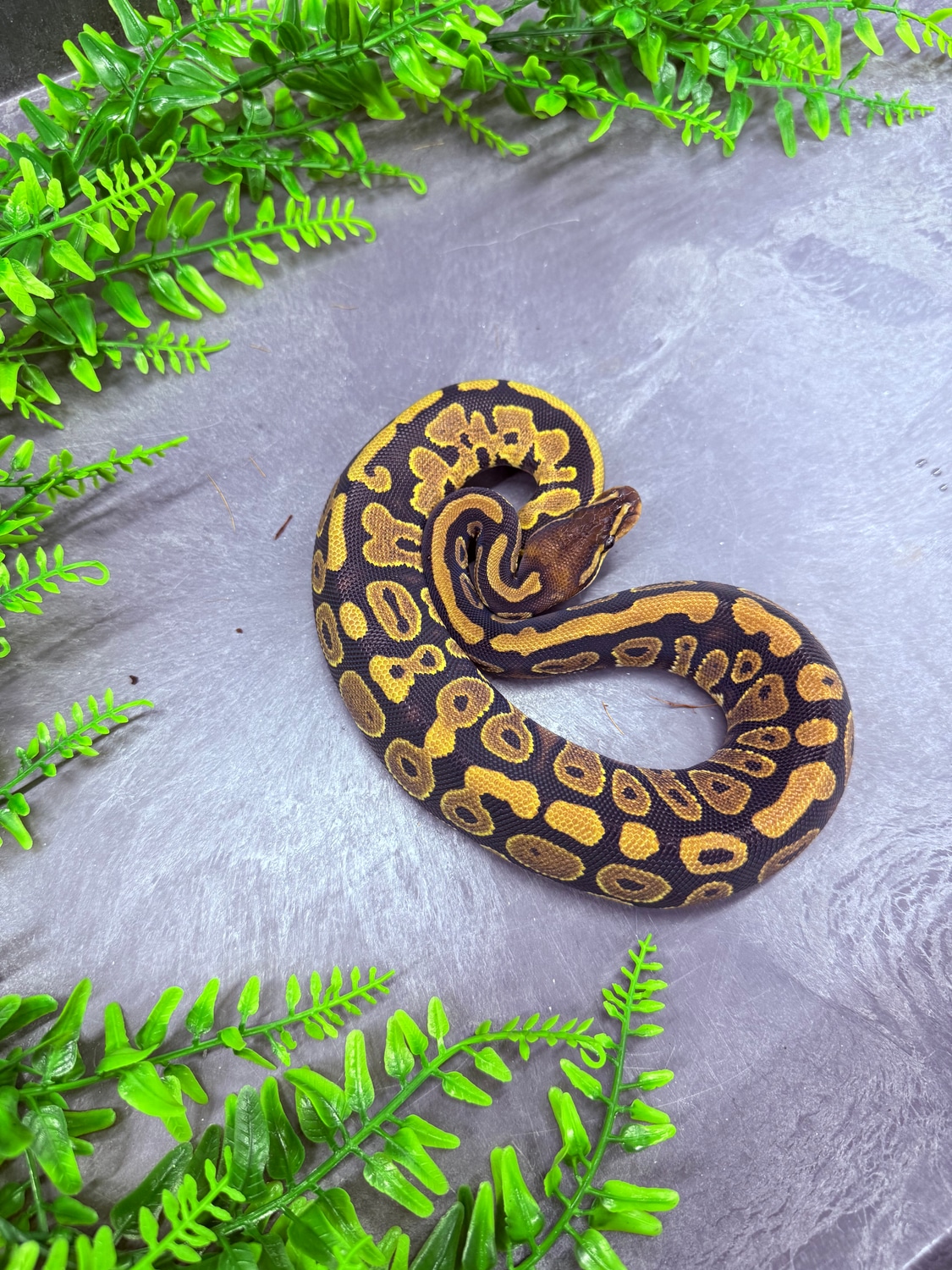 Mahogany DH Candy Pied