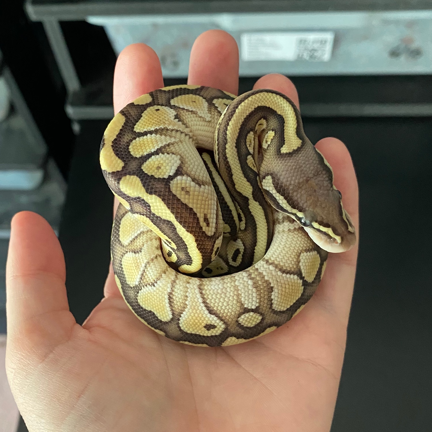 Pastel Lesser Ball Python by M. Joy Morphs - MorphMarket