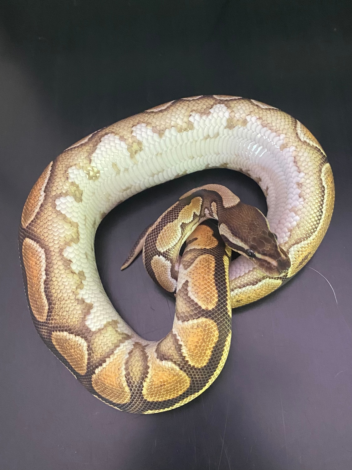 Shipping Included. Cinnamon Enchi Yellowbelly Ball Python by M. Joy ...